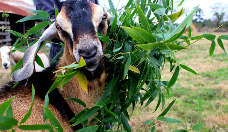 Goating the Most out of Your Resources – Bales Goats