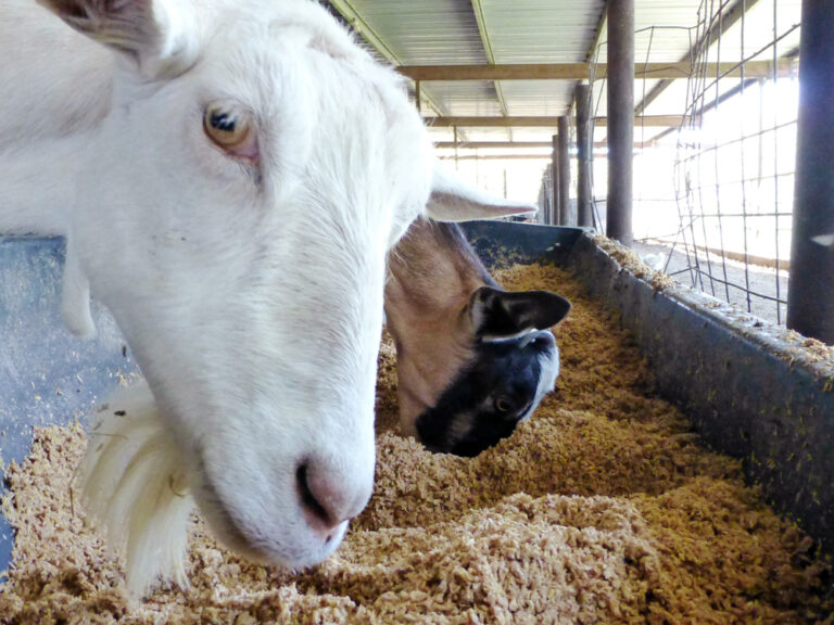 Goating the Most out of Your Resources – Bales Goats