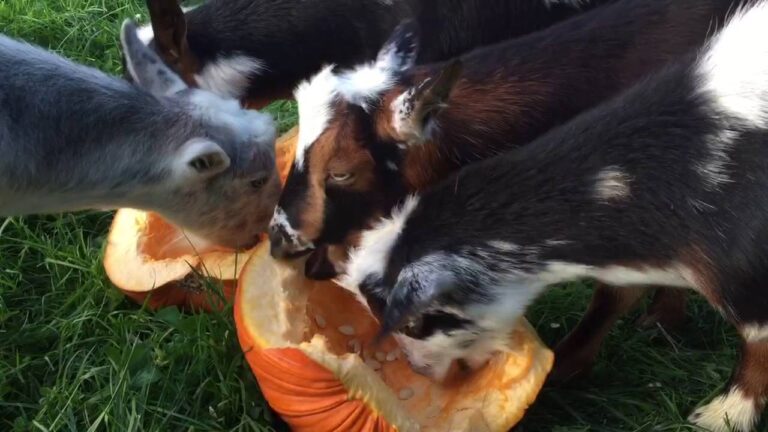 Goating the Most out of Your Resources – Bales Goats