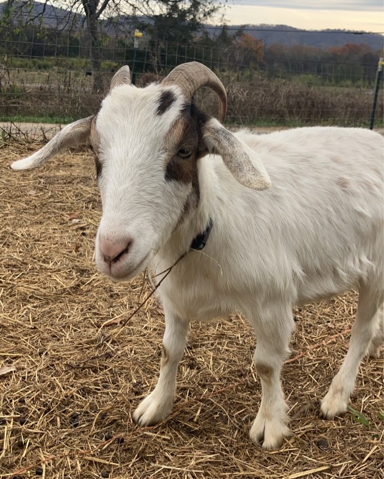 Bales Goats: Goat Landscaping