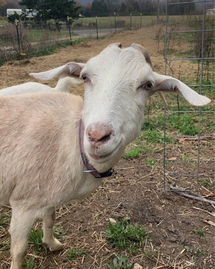 Bales Goats: Goat Landscaping